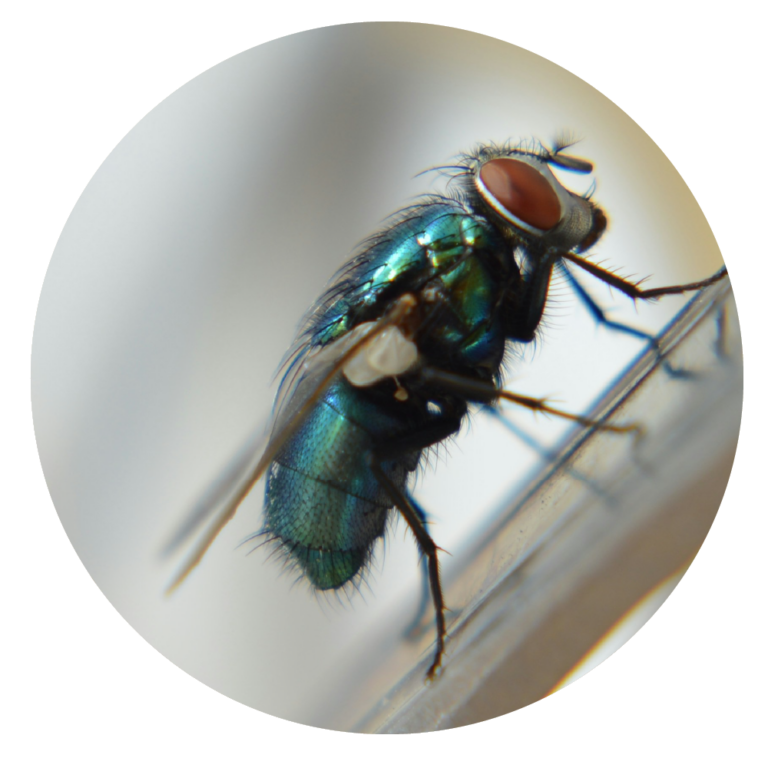 Fly Control Units - LED Fly Unit | Verida Services